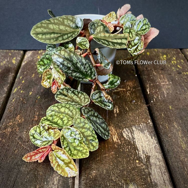 Procris Repens / Pellionia Pulchra (Neu (gemäss Beschreibung)) in ...