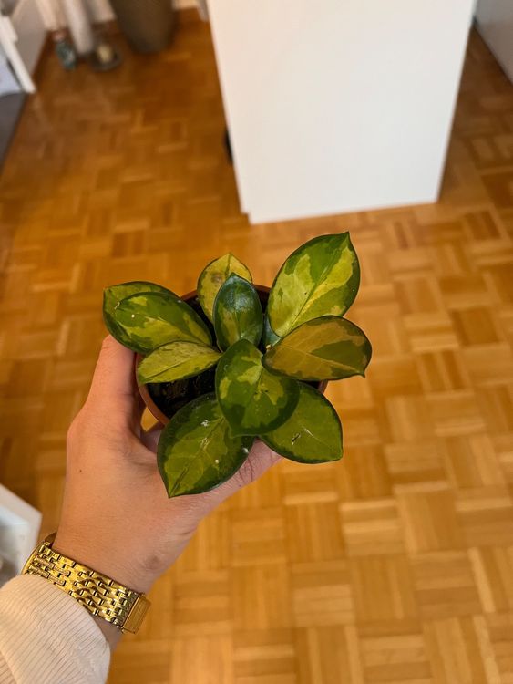 Hoya Australis | Kaufen auf Ricardo