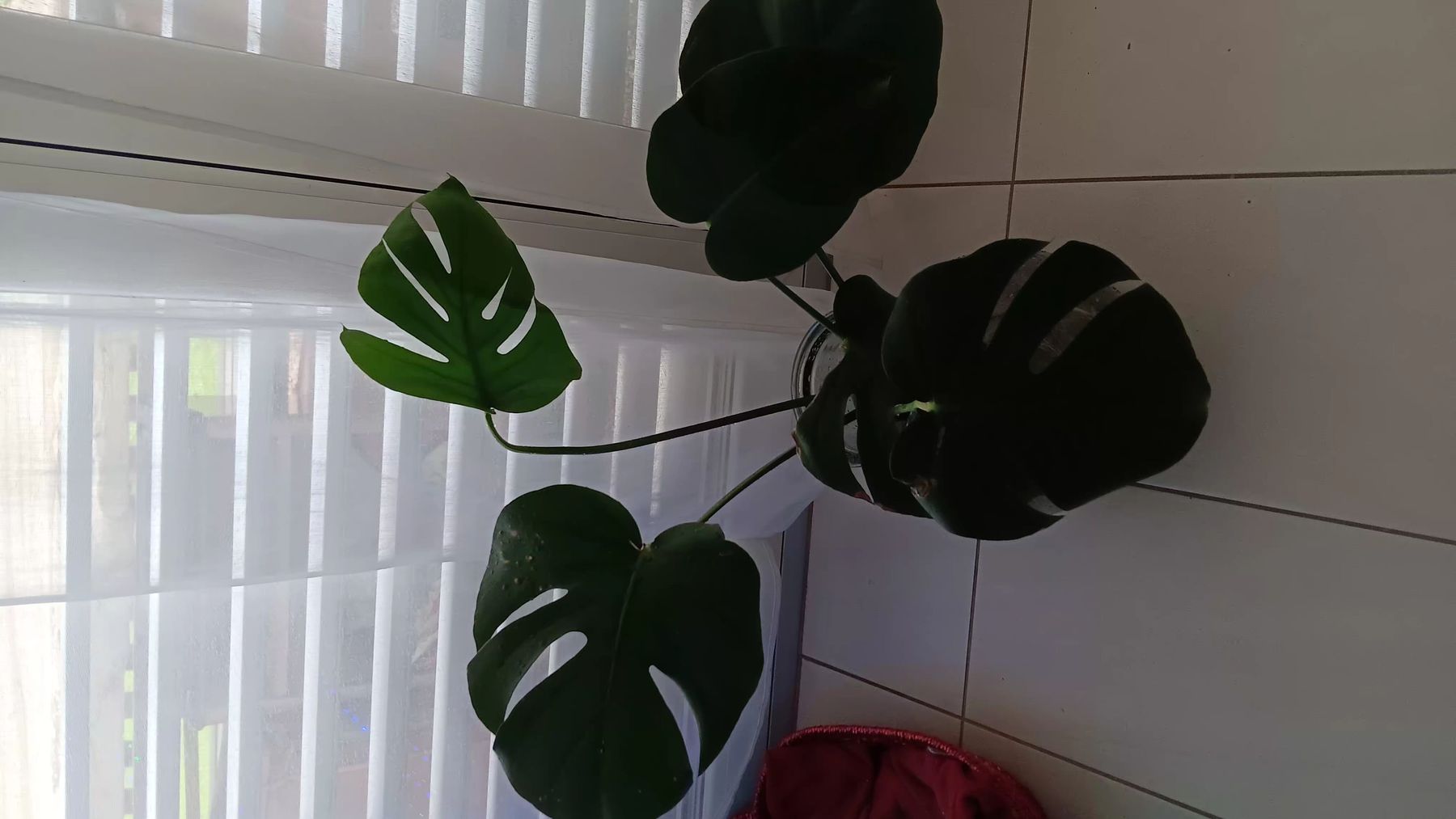 Monstera Deliciosa: Porta un Tocco di Natura in Casa! (Nuovo (secondo ...