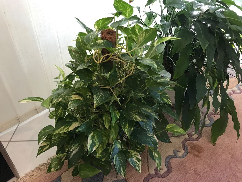 Schöne Zimmerpflanze Epipremnun aereum, Efeutute | Kaufen auf Ricardo