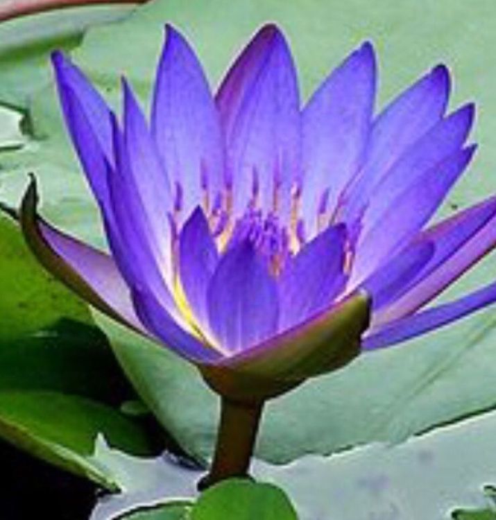 Blaue Lotus Bluten Kaufen