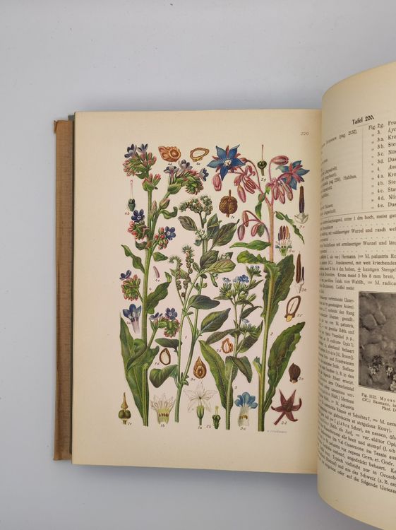 FLORA EUROPAS - BOTANIK - BLUMEN (Gebraucht) in Goldach für CHF 90 ...