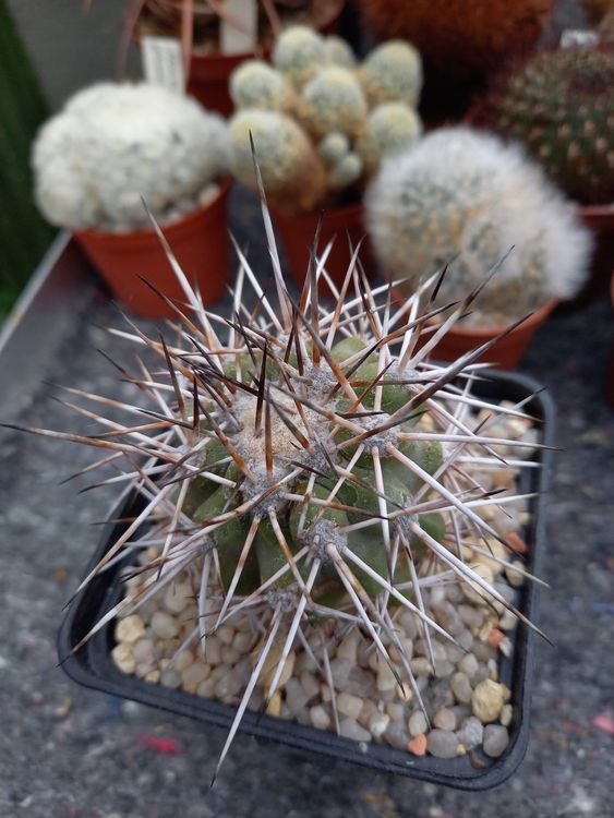 Copiapoa solaris Hybride (Neu (gemäss Beschreibung)) in Hohentannen für ...