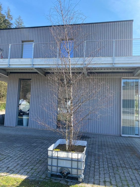 Birke No2 im IBC Container (Gebraucht) in Lätti für CHF 100 – nur ...