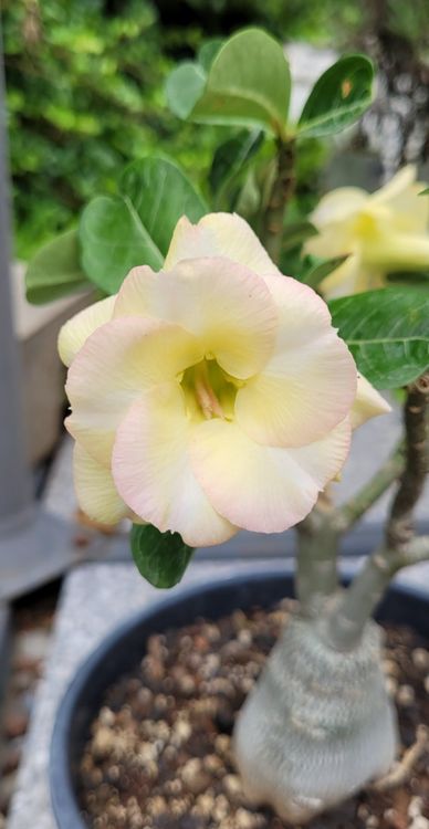 *Ratität* Adenium Obesum / Wüstenrose Bamburi (Neu (gemäss Beschreibung ...