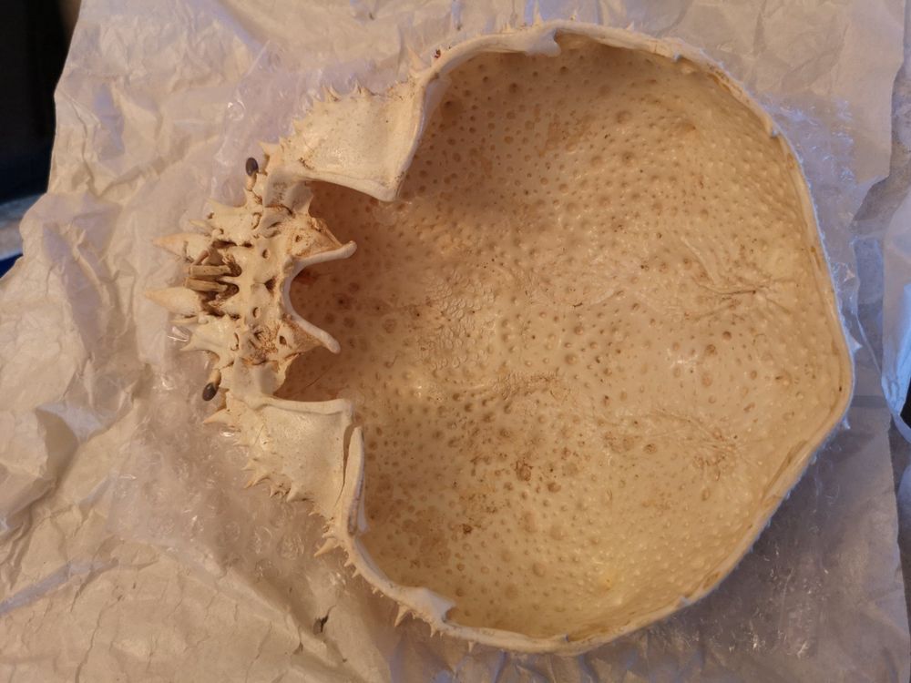 grosser Krebs Panzer mit Randzacken Krabbe sehr dekorativ (Gebraucht ...