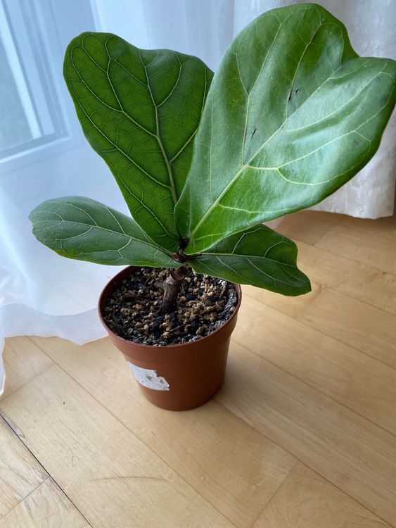 Ficus Lirata | Kaufen auf Ricardo