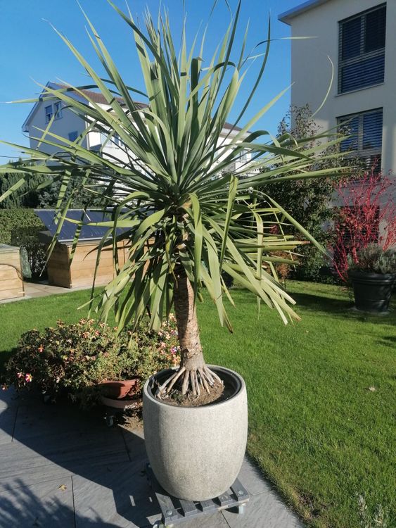 Kanarischer Drachenbaum Kaufen