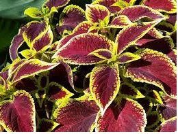 COLEUS ( Coleus Blumei ) BUNTNESSEL / 10 Samen (Neu (gemäss ...