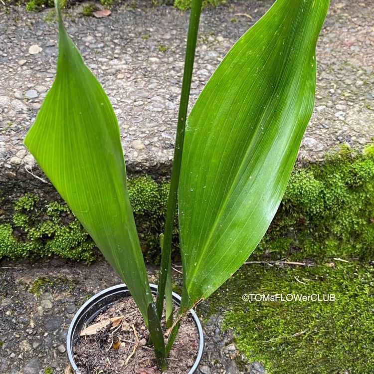 Aspidistra Elatior - bedingt winterharte "Schusterpalme" (Neu und ...