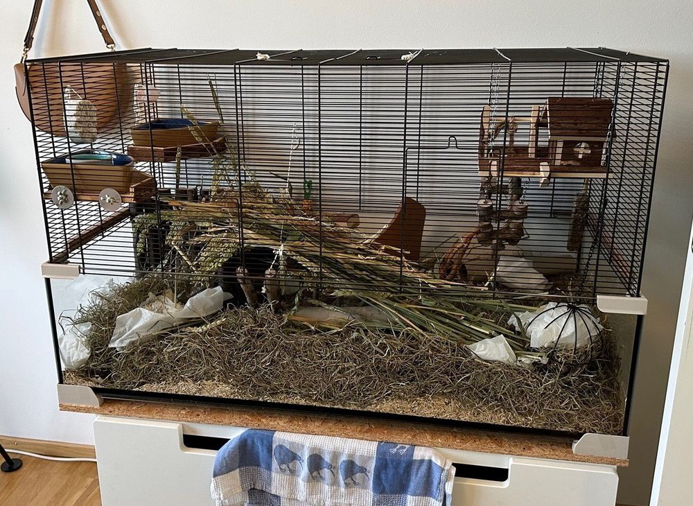 Mäusekäfig (Gebraucht) in für CHF 21 – nur Abholung auf Ricardo kaufen