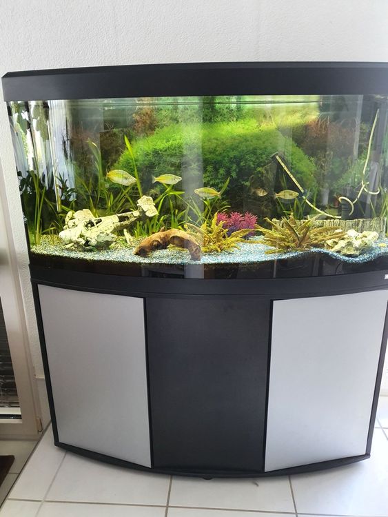 Aquarium Fluval 250 L inkl. Inhalt (Gebraucht) in Glattfelden für CHF ...
