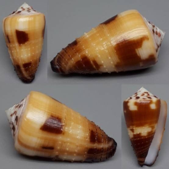 EINZIGARTIGE CONUS PLANORBIS,-MUSCHEL,45,1 MM,-FARBVARIANTE (Gebraucht ...