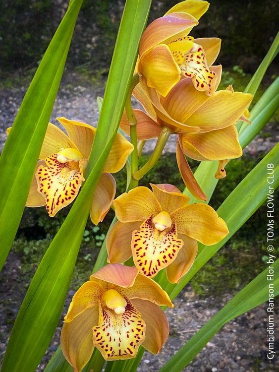 Orchidee Mit Groen Bluten