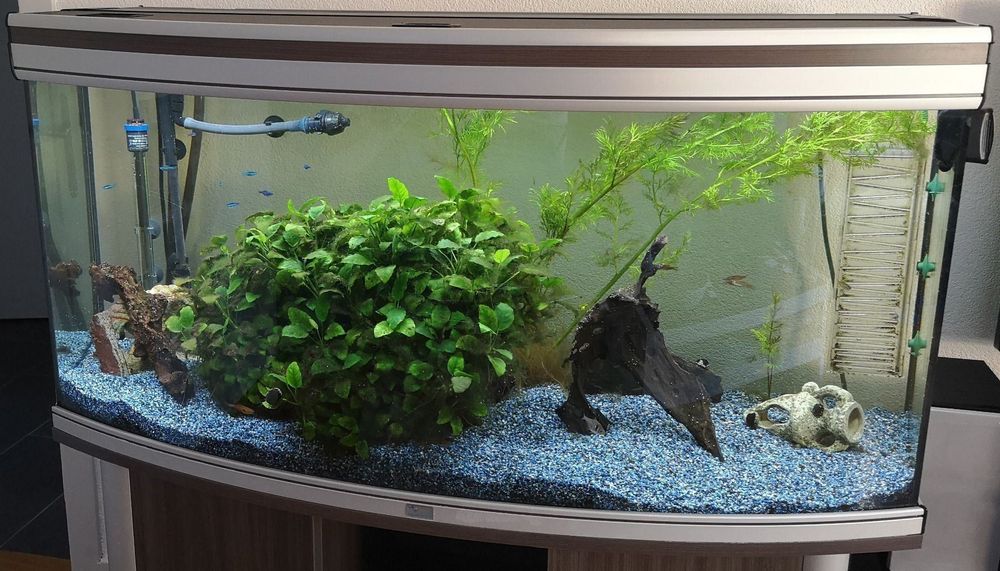 Aquarium 250L mit Unterschrank (Gebraucht) in Burgdorf für CHF 220 – nur Abholung auf Ricardo kaufen