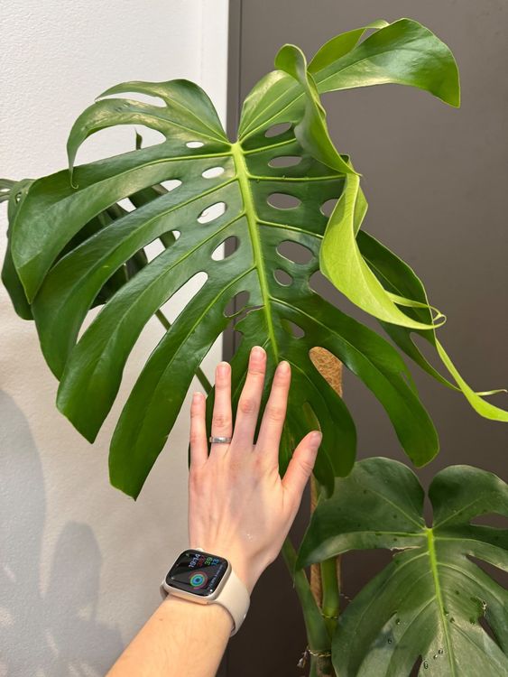 Monstera Deliciosa Large Form | Kaufen auf Ricardo