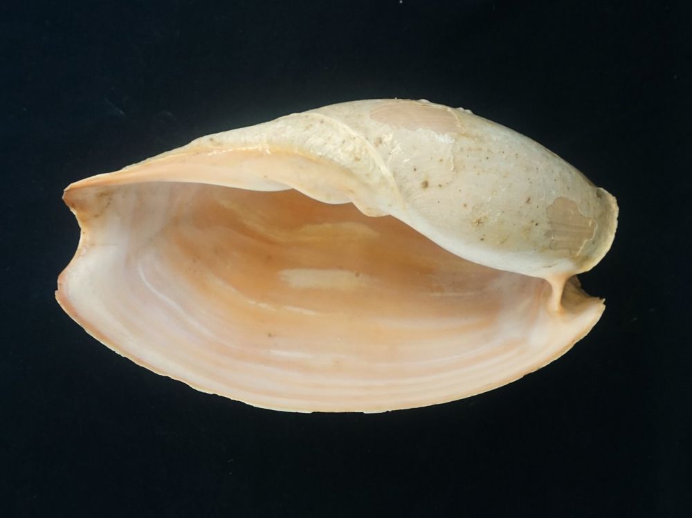 Grosse Muschel (Gebraucht) in Pratteln für CHF 3 – mit Lieferung auf ...