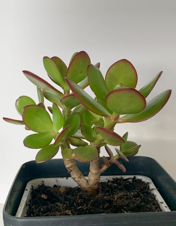 3jähriger kräftiger Geldbaum Crassulaovata Pfennigbaum 11 cm | Kaufen ...