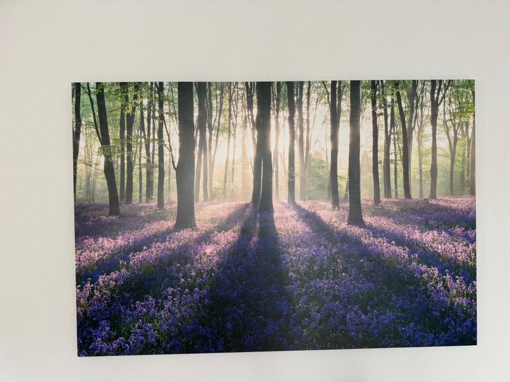 Bild Wald | Kaufen auf Ricardo