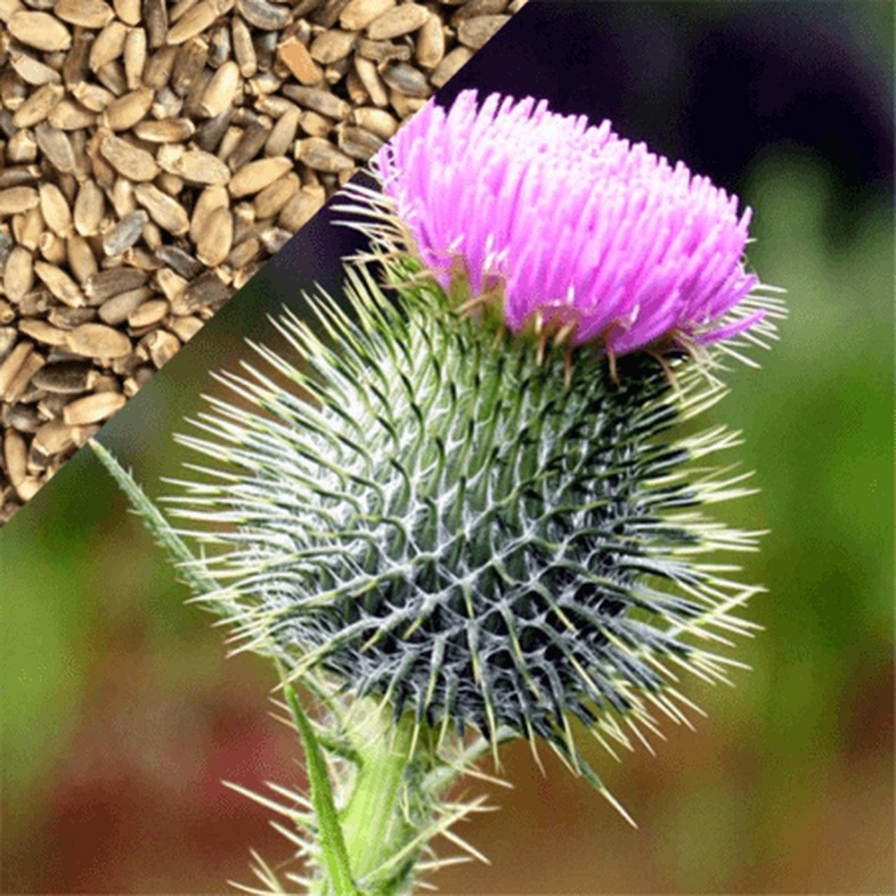 200 Mariendistel Samen ( Silybum Marianum ) (Neu (gemäss Beschreibung ...