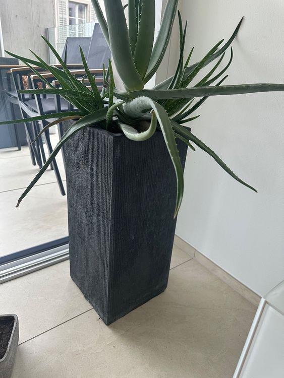 Pflanzenkübel, Material Beton/Stein, Anthrazit | Kaufen auf Ricardo