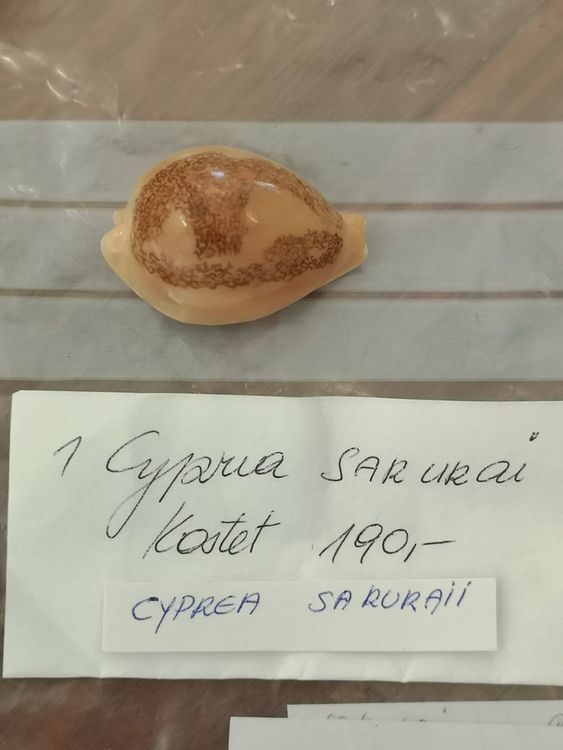 Muschel CYPRAEA AUSTRASIATICA SAKURAI Muscheln 43 mm Shell (Neu (gemäss ...