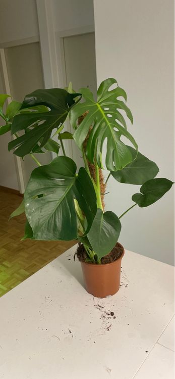 Monstera deliciosa Pflanze c.a 80 cm mit Moosstab Nr. 2 | Kaufen auf ...