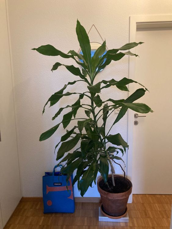 Grosse Zimmerpflanze Drachenbaum ca. 170cm hoch | Kaufen auf Ricardo
