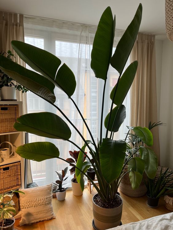 Grosse Strelitzie / Strelitzia / Bird of Paradise (240 cm) | Kaufen auf ...