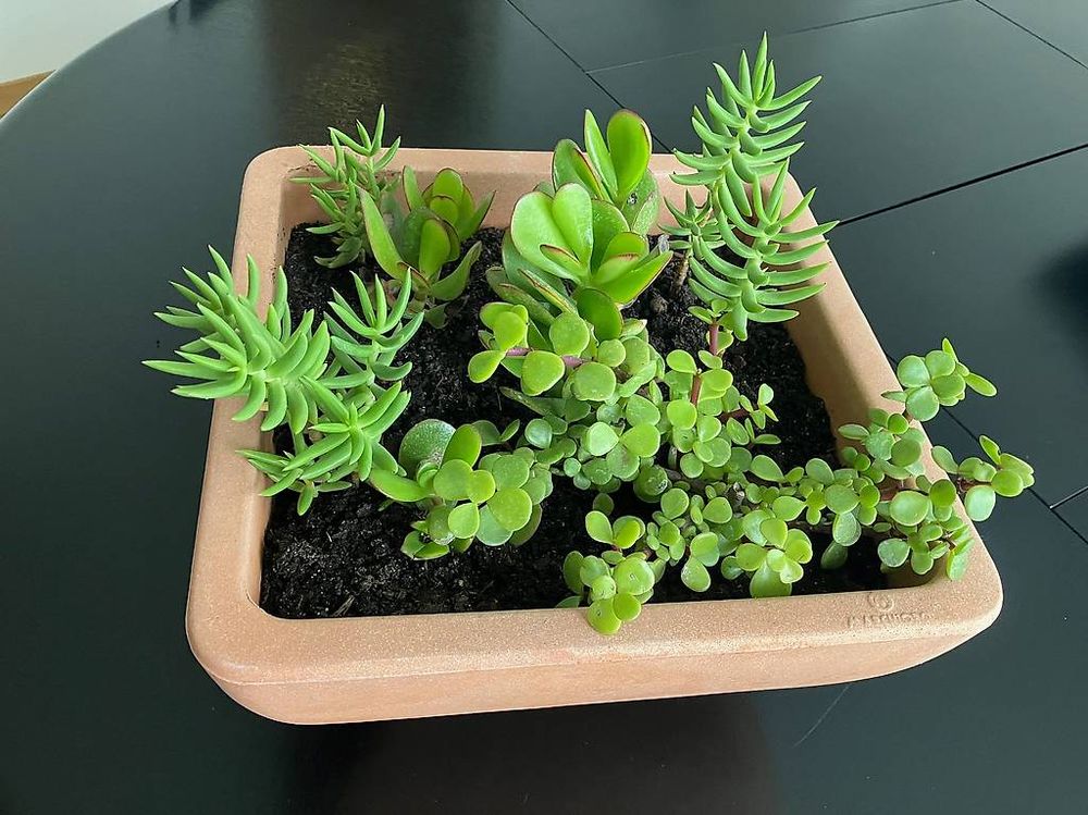 Echte Pflanzen im Topf (30 x 30 cm). (Gebraucht) in Baar für CHF 20 ...