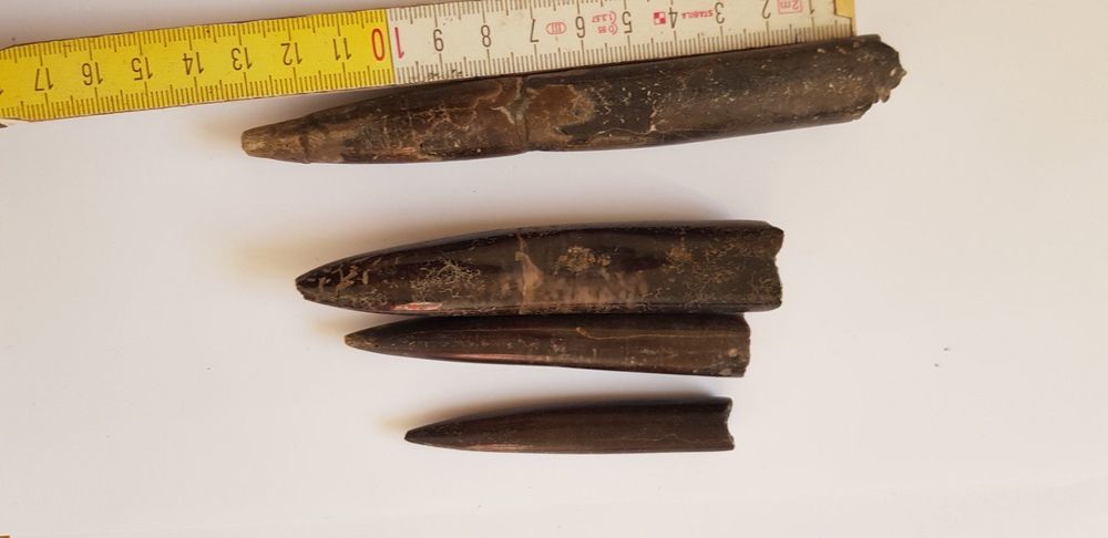 4 Donnerkeile , Belemniten ,Fossil (Gebraucht) in für CHF 5 – mit ...