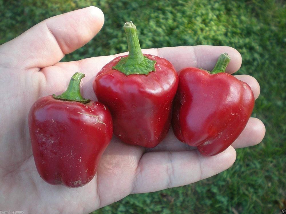 50 Samen Paprika MINI BELL RED (Neu (gemäss Beschreibung)) in ...