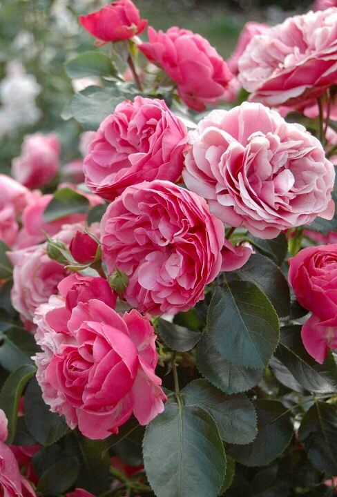 Rose Polyantha "TRANDAFIR" Farbe: PINK (Stamm 50 cm Wurzel) (Neu und ...