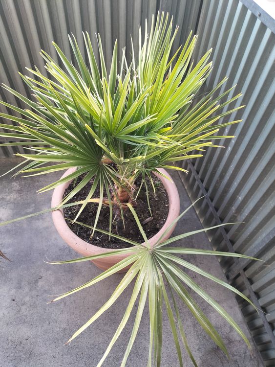 Mini Palme gekauft bei Bauhaus (Gebraucht) in Spreitenbach für CHF 4 ...