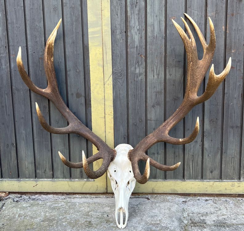 Hirsch Geweih Kaufen