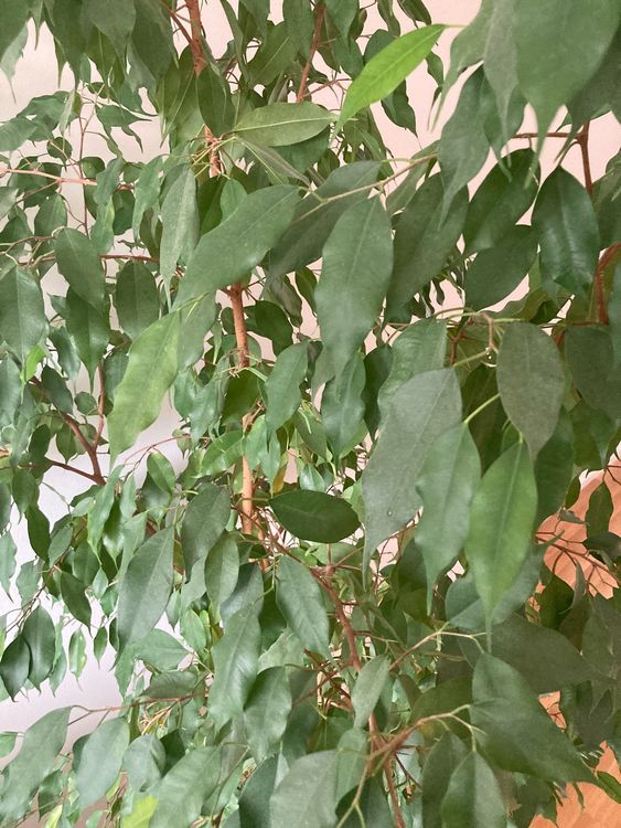 Zimmerpflanze Ficus Benjamini | Kaufen auf Ricardo