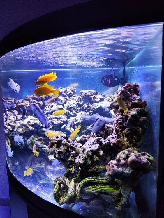 Aquarium Fluval 350L - Eckaquarium Set | Kaufen auf Ricardo