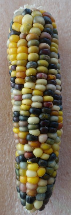 Samen Mais, Popcornmais Mais Glass Gem 5 Samen | Kaufen auf Ricardo