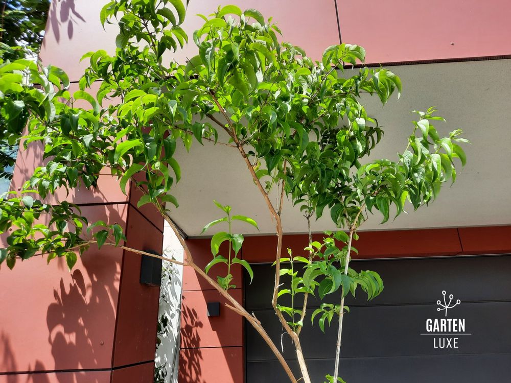 Grosser Baum im Designer-Gefäss (Neu (gemäss Beschreibung)) in Lufingen ...