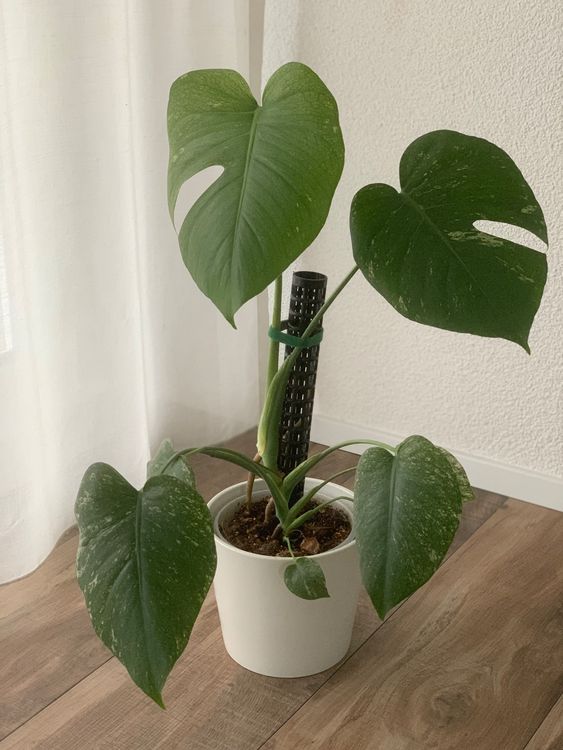 Monstera mint White Monster Kunzo (Gebraucht) in Wangen b. Olten für ...