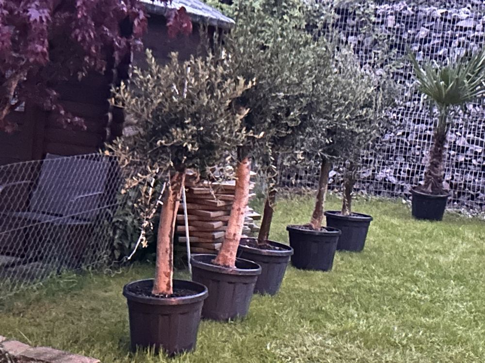 Olivenbaum winterhart 180 cm (Neu und originalverpackt) in Riedt b. Erlen für CHF 139 – nur ...