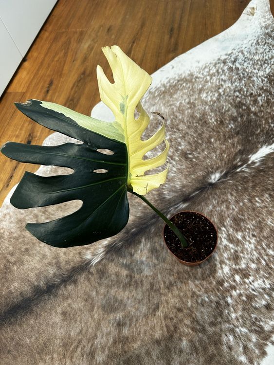 Monstera neon lime ohne auge (Gebraucht) in Wattwil für CHF 29 – mit ...
