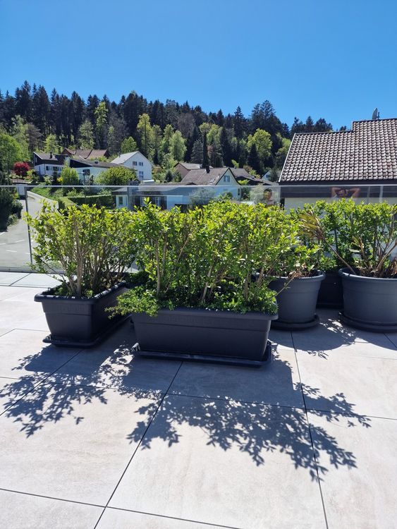 Liguster | Kaufen auf Ricardo