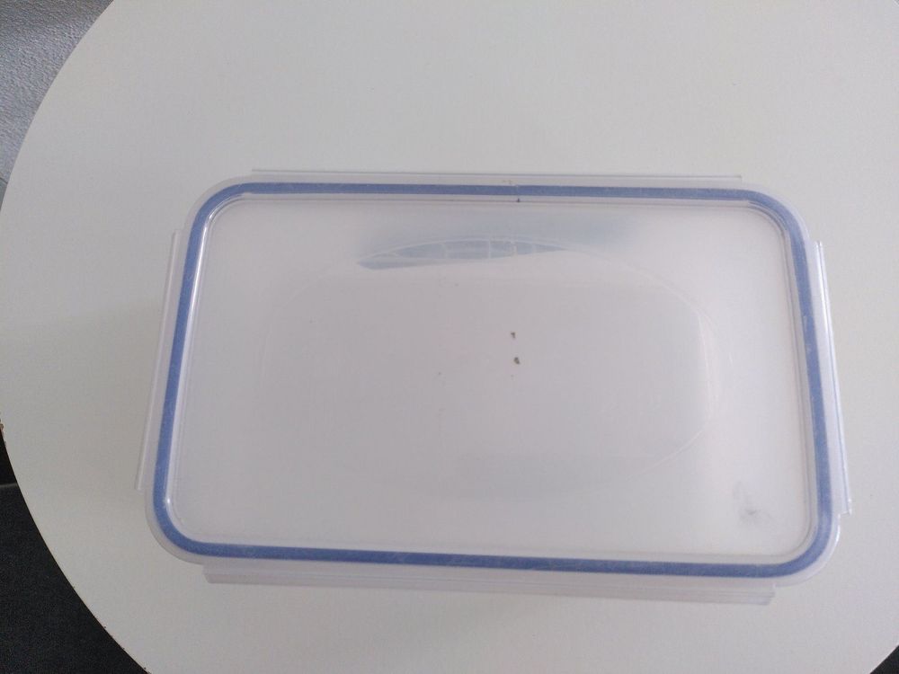 Tupperbox blau mit Klickverschluss | Kaufen auf Ricardo