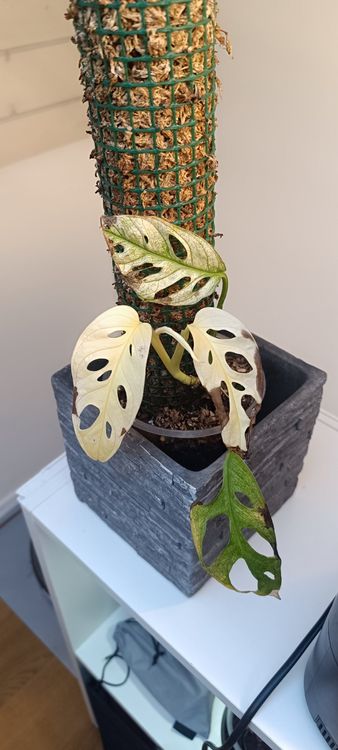 Monstera Adansonii Variegata, Full moon | Kaufen auf Ricardo