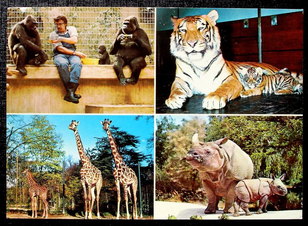BASEL Zoologischer Garten - Tiger, Gorilla, Nashorn, Giraffe | Kaufen auf Ricardo