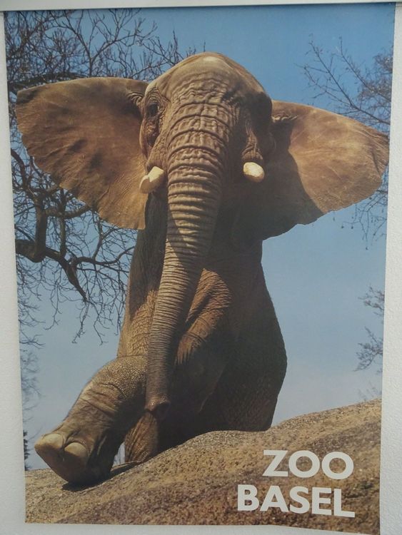 Originalplakat Zoo Basel - ca. 1970 (Neu (gemäss Beschreibung)) in ...