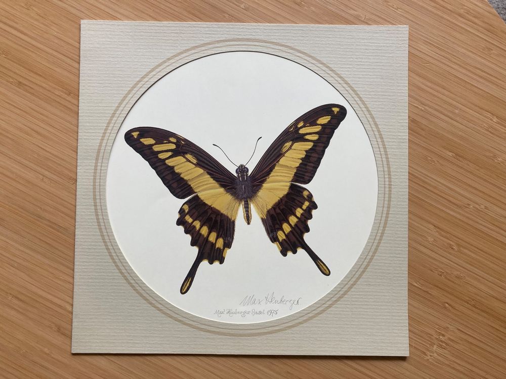 Schönes Bild Königs-Schwalbenschwanz von Max Heuberger Basel | Kaufen ...