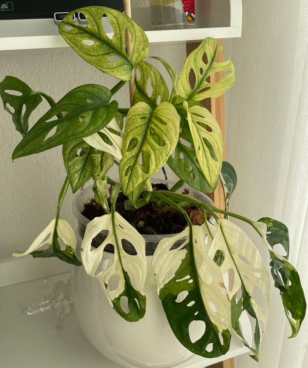 Monstera Adonsinii Swedish Ghost | Kaufen auf Ricardo