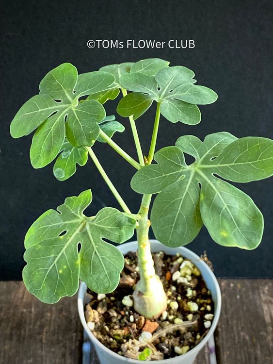 Adenia Glauca (Neu (gemäss Beschreibung)) in Adliswil für CHF 58 – mit Lieferung auf Ricardo kaufen